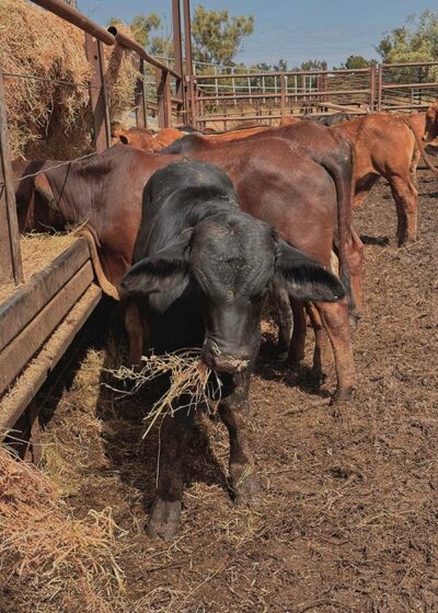 Our Beef - Lorraine Pastoral Co.