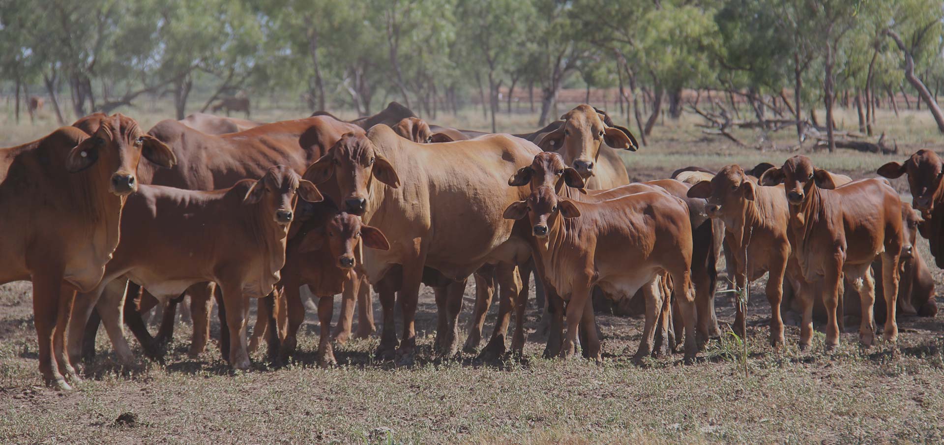 Our Beef - Lorraine Pastoral Co.